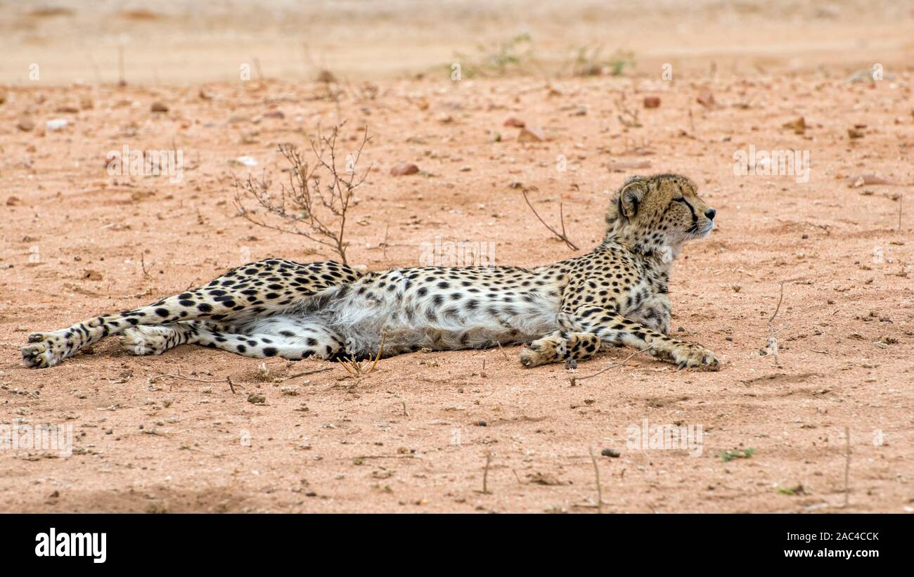 Cheetah lies down rest hi-res stock photography and images - Alamy