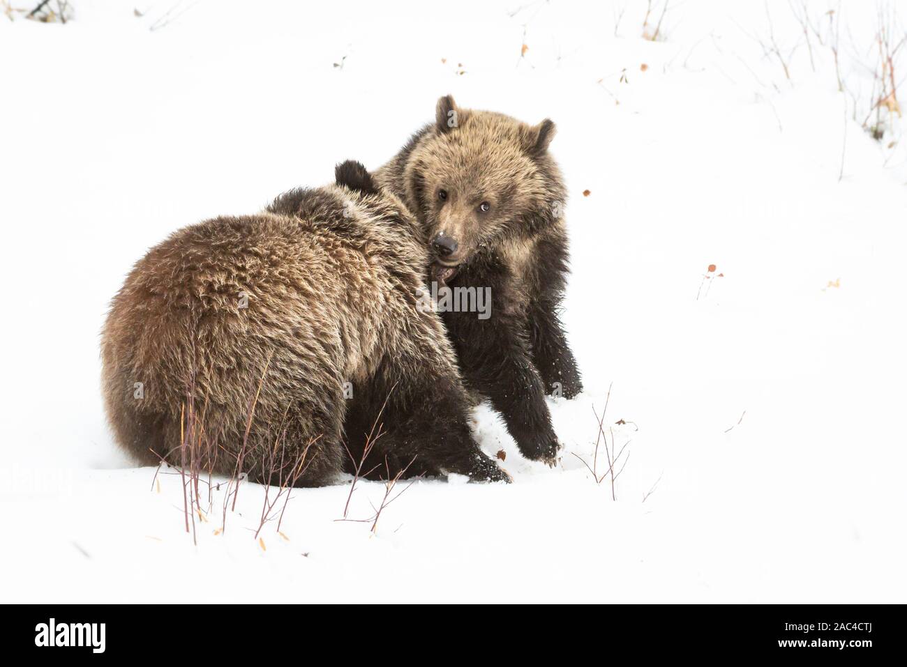 Grizzly bear cubs in the late fall Stock Photo - Alamy