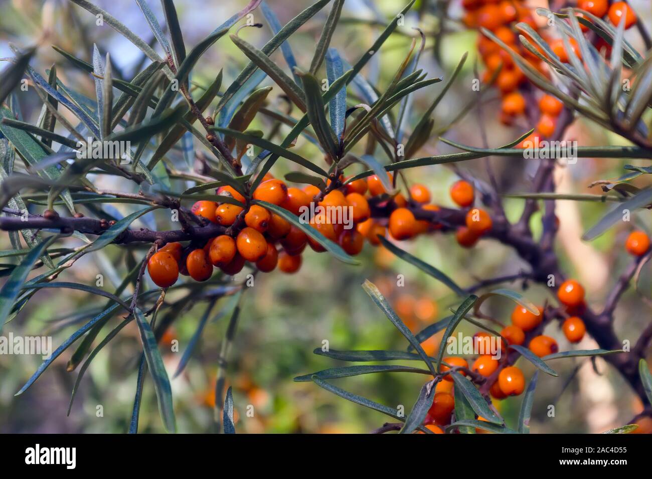Hippophae rhamnoides known as common sea Stock Photo - Alamy