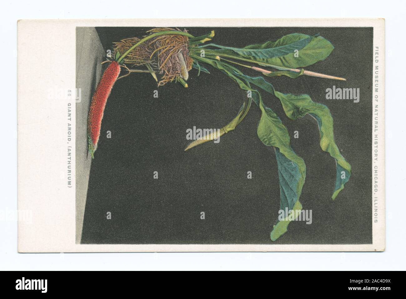 Giant Aroid (Anthurium), Field Museum of Natural History, Chicago ...