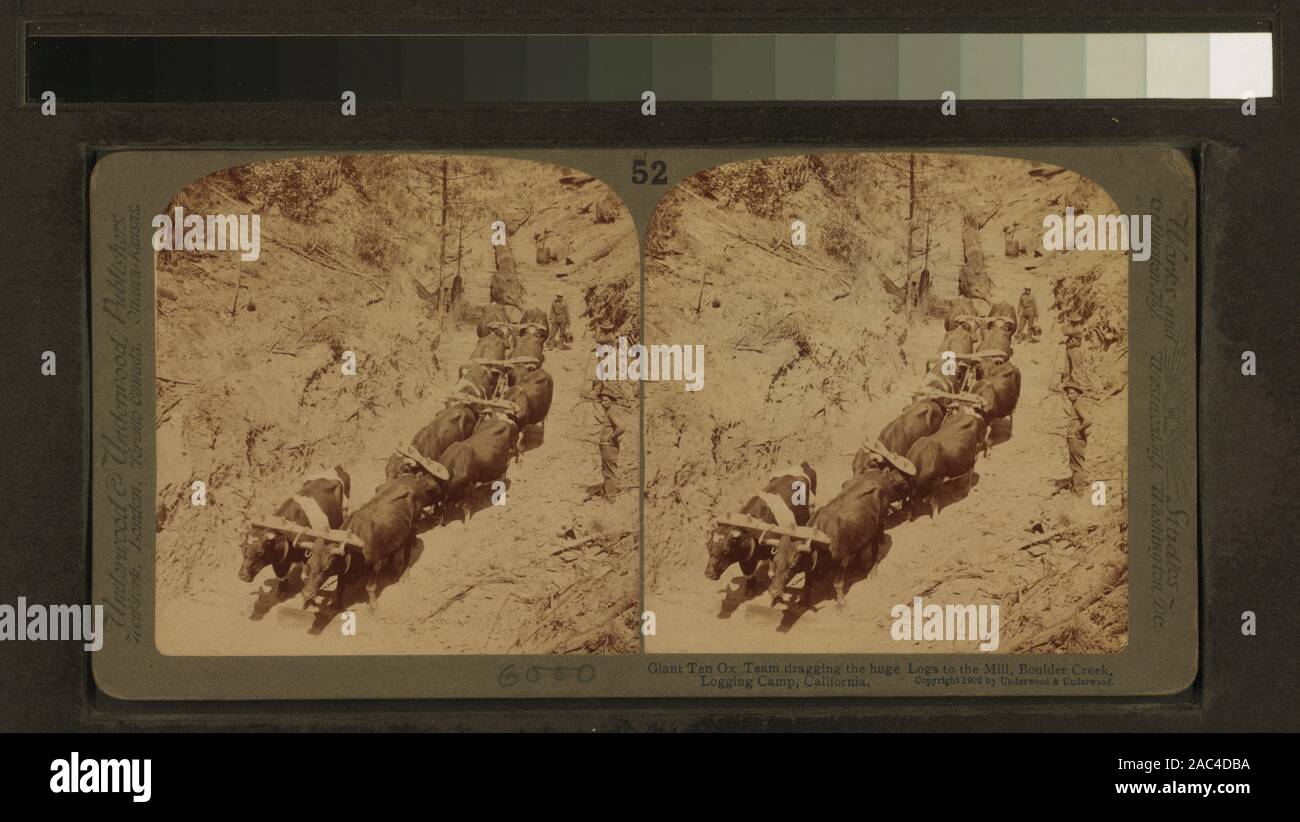 Giant Tex Ox Team dragging the huge logs to the Mill, Boulder Creek ...