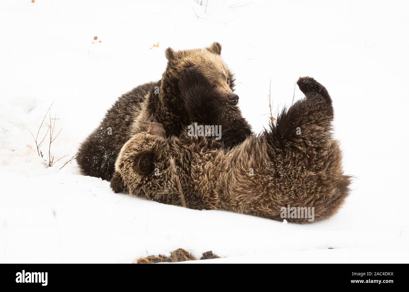 Grizzly bear cubs in the late fall Stock Photo - Alamy