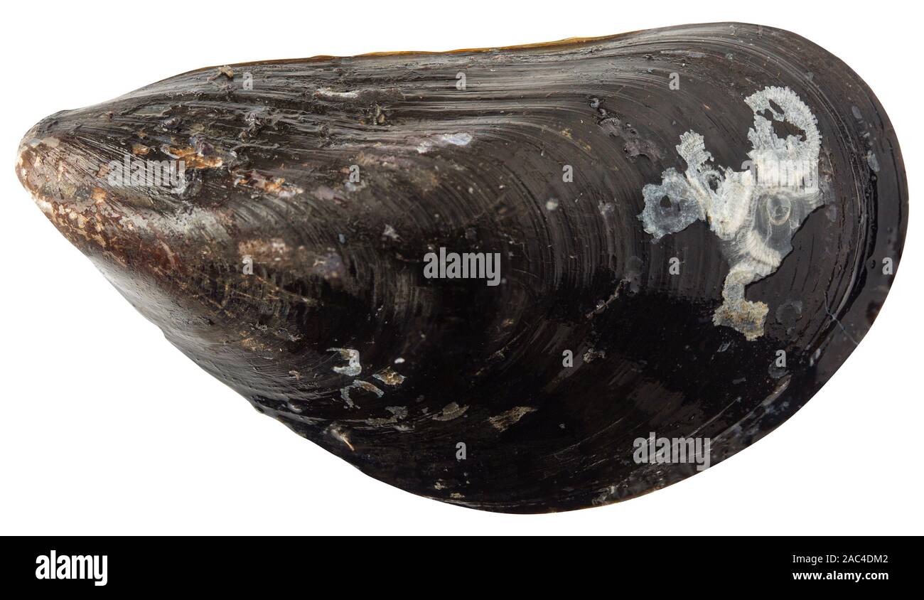 Mussel shell in extreme close up isolated on white background. Top view ...