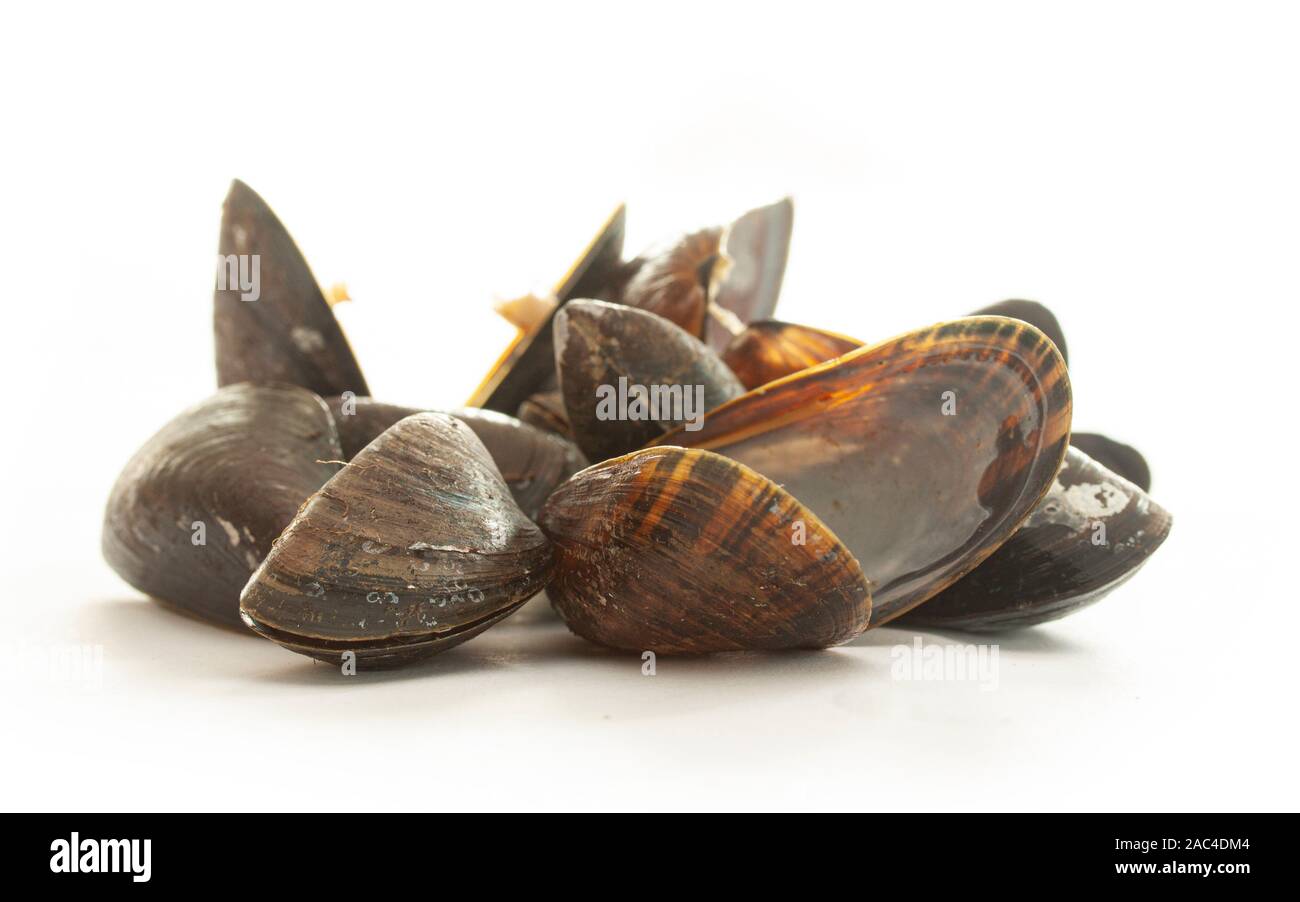 Group of closed and empty open mussels shells on white background ...