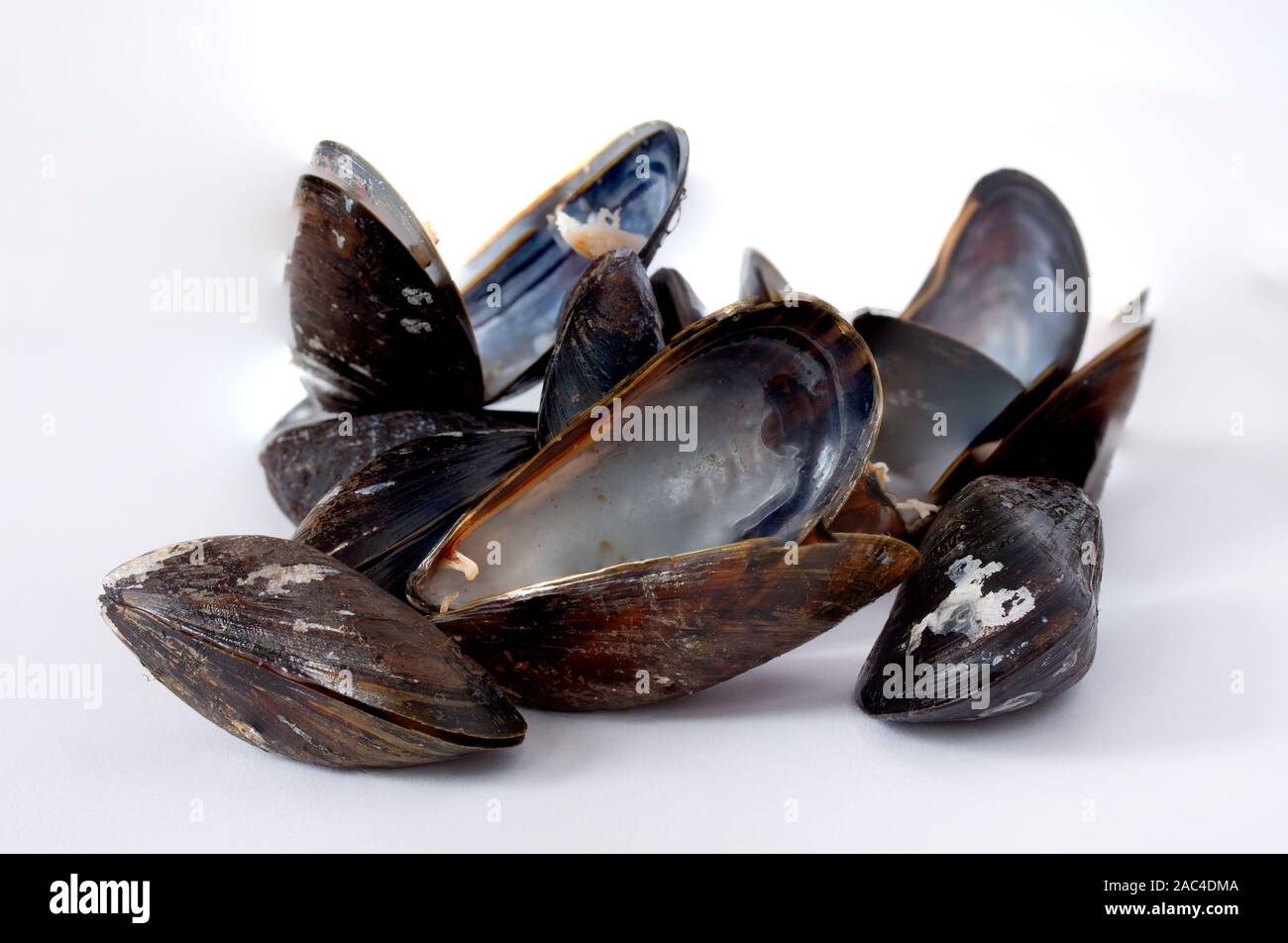 Group of closed and empty open mussels shells on white background ...