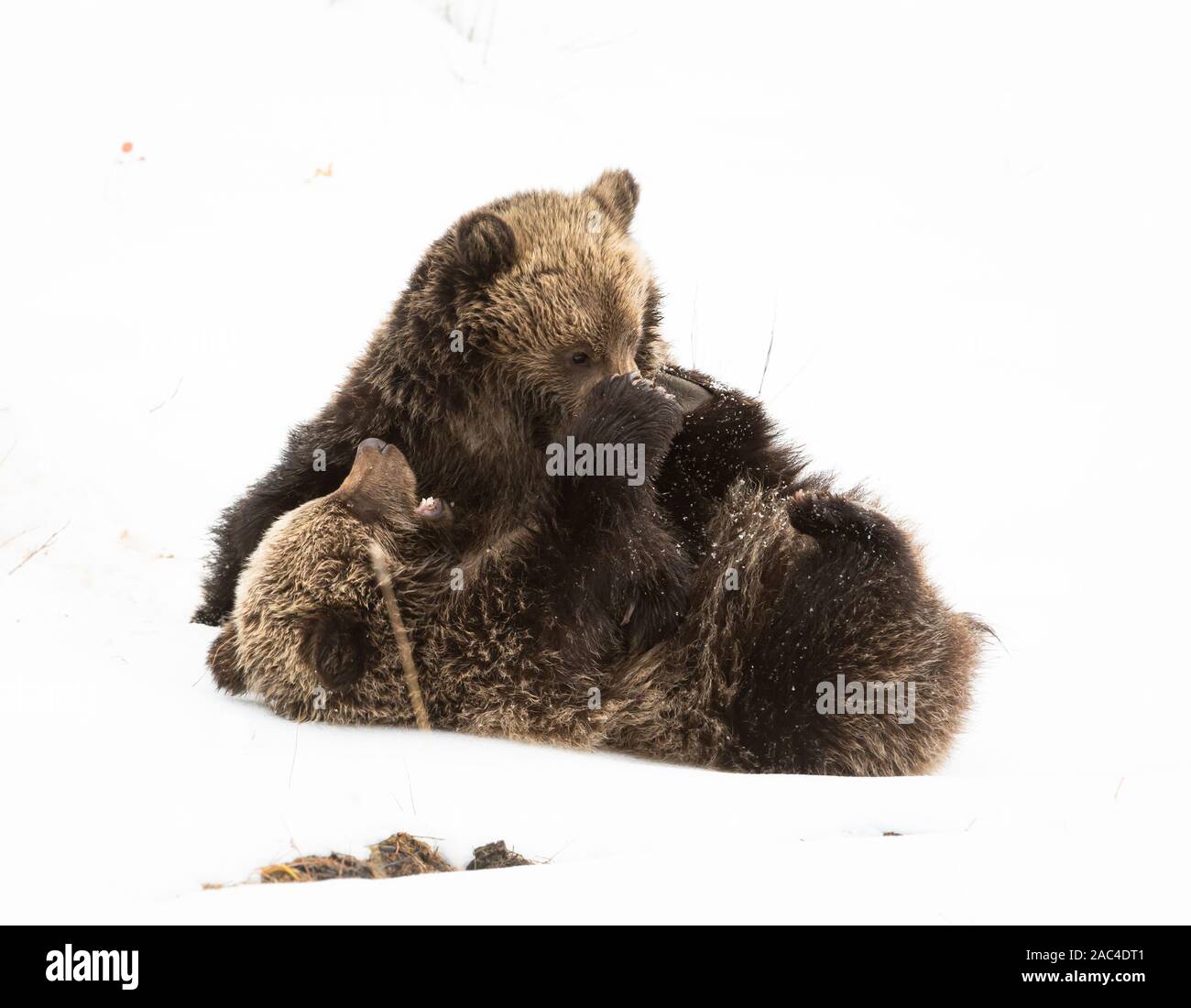 Grizzly bear cubs in the late fall Stock Photo - Alamy