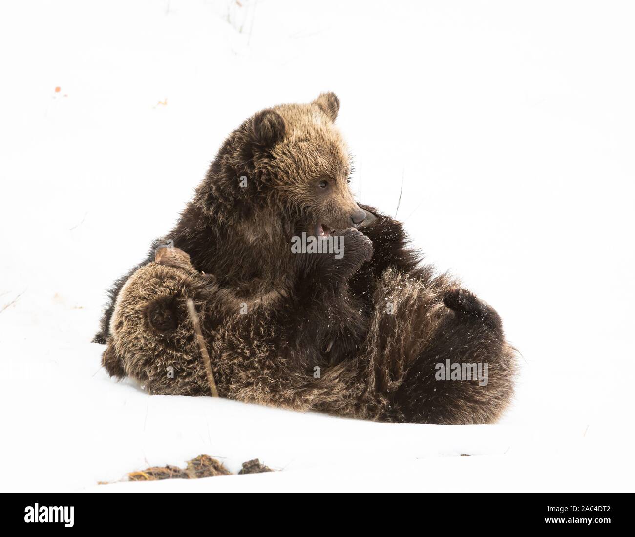 Grizzly bear cubs in the late fall Stock Photo - Alamy