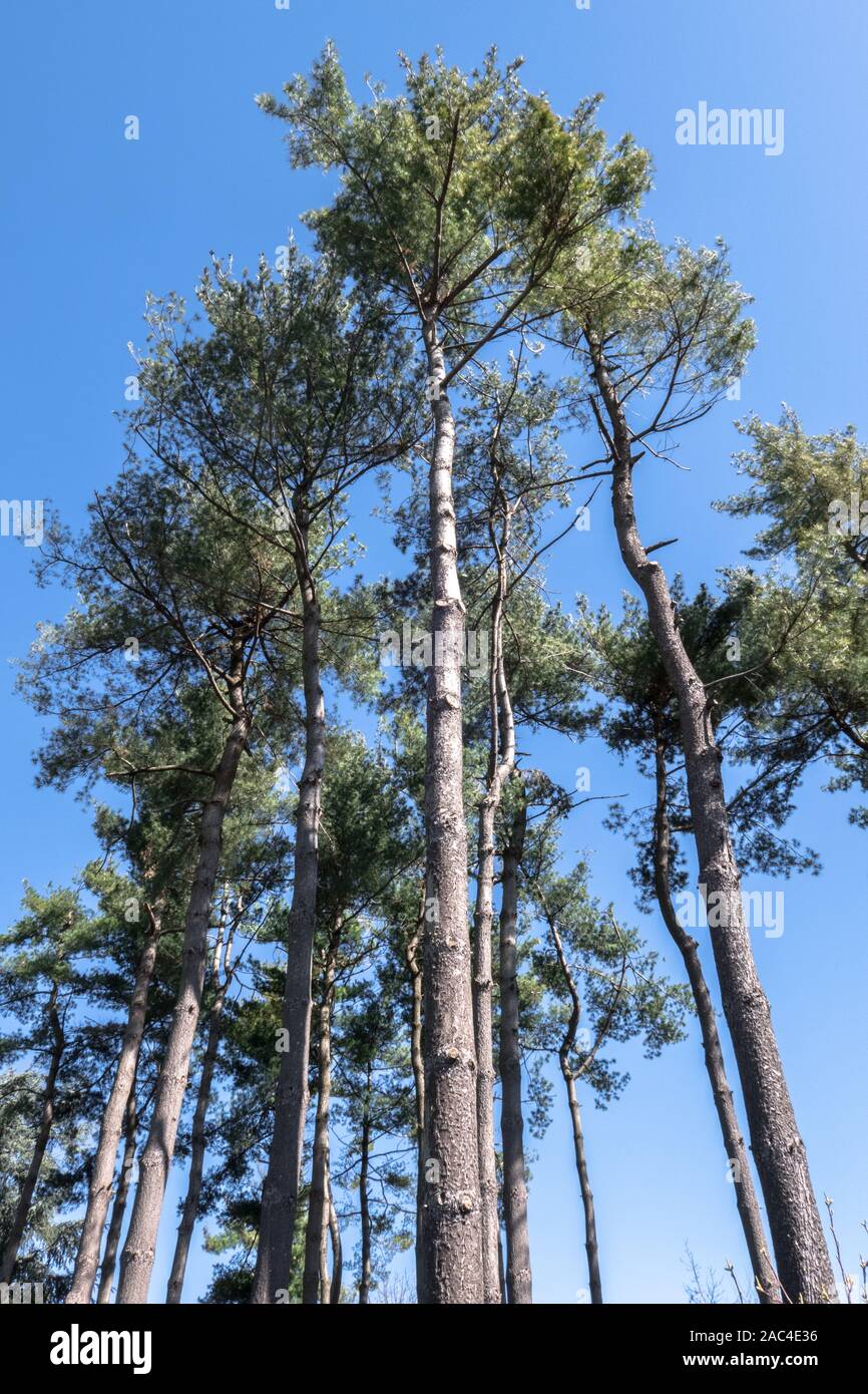 Mediterranean evergreen forest hi-res stock photography and images - Alamy