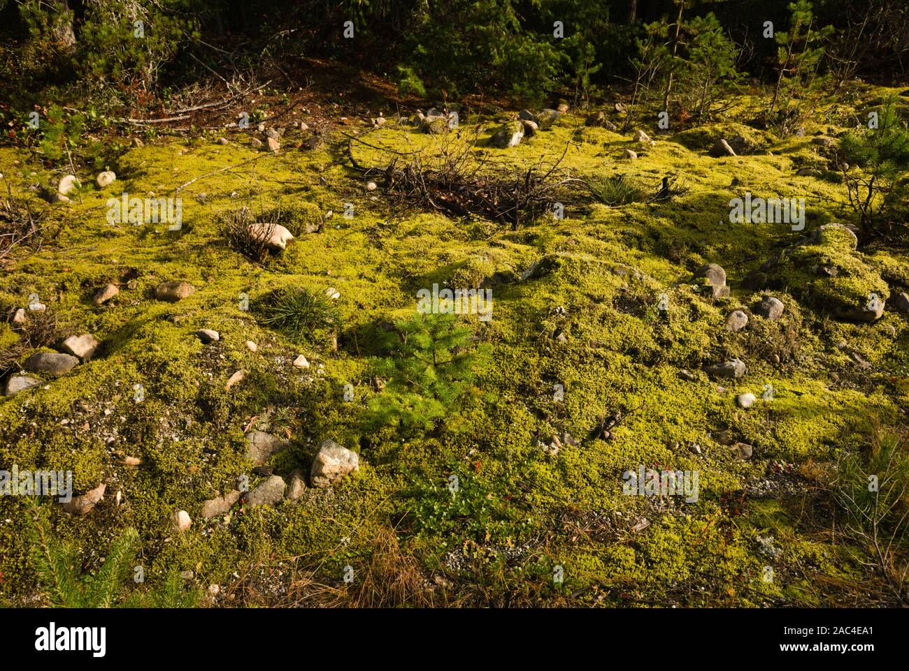 Canadian autumn landscapes hi-res stock photography and images - Alamy