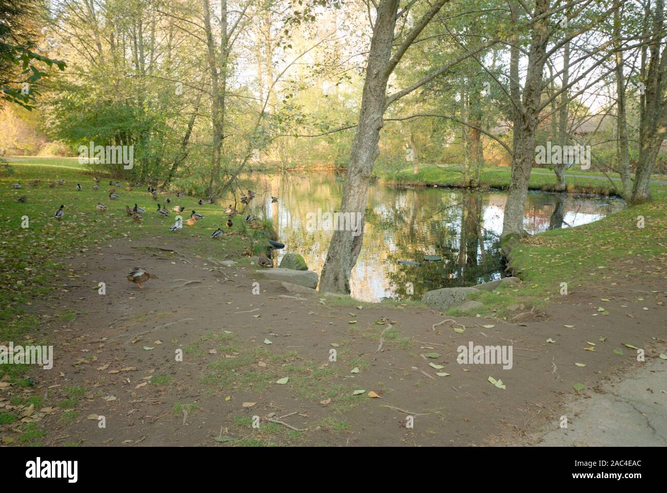 Alderwood Park in Surrey, British Columbia, Canada Stock Photo - Alamy