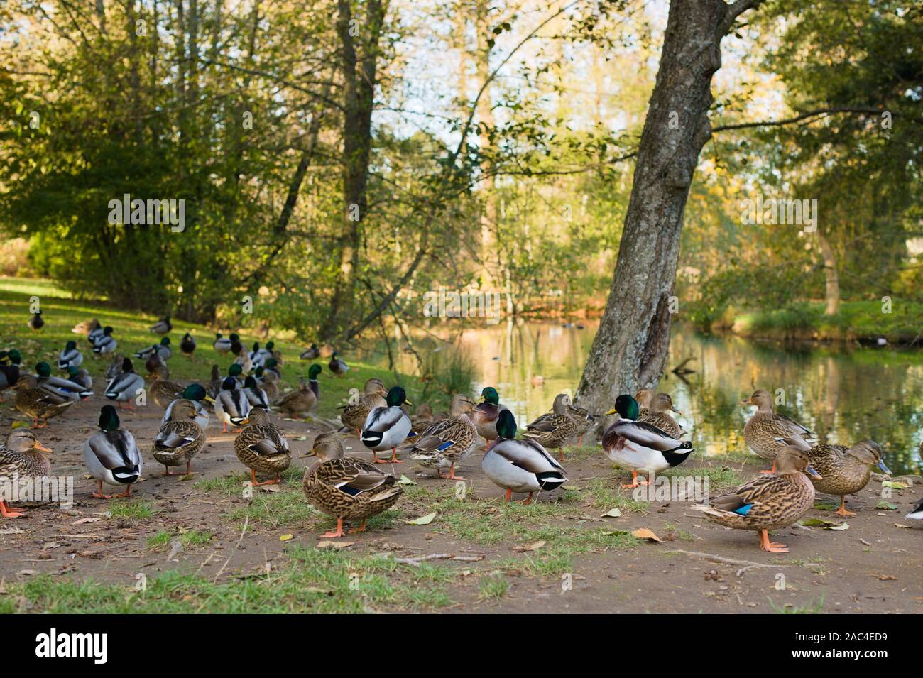British mallards hi-res stock photography and images - Alamy