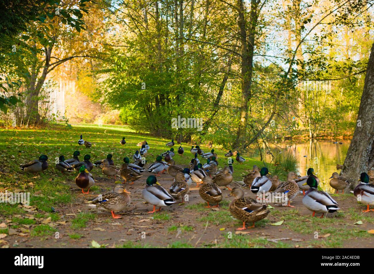 American mallard duck hi-res stock photography and images - Alamy