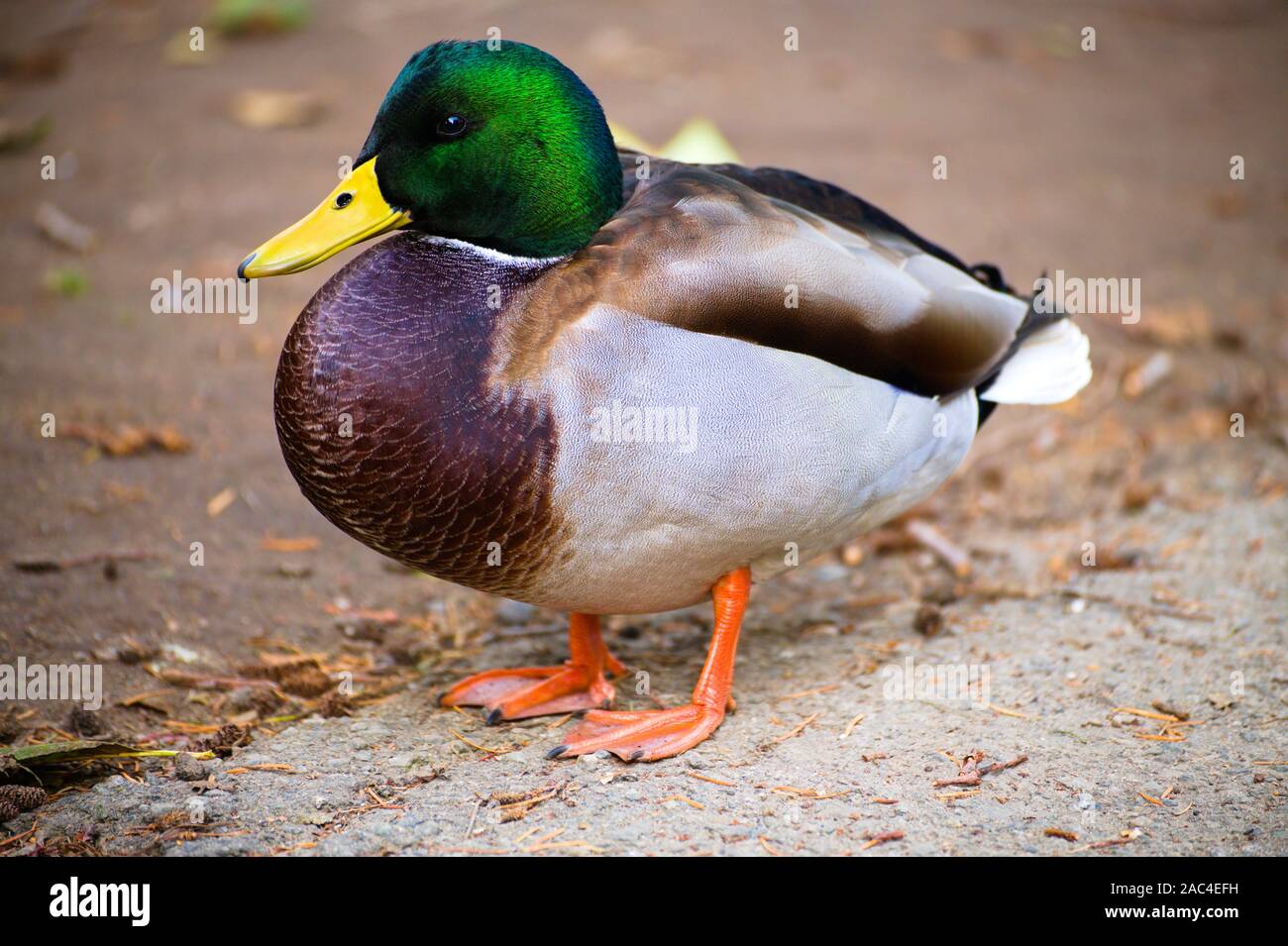Yellow duck feet hi-res stock photography and images - Alamy