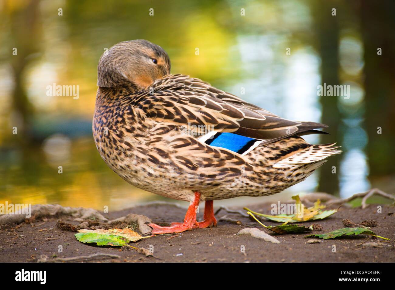 British mallards hi-res stock photography and images - Alamy