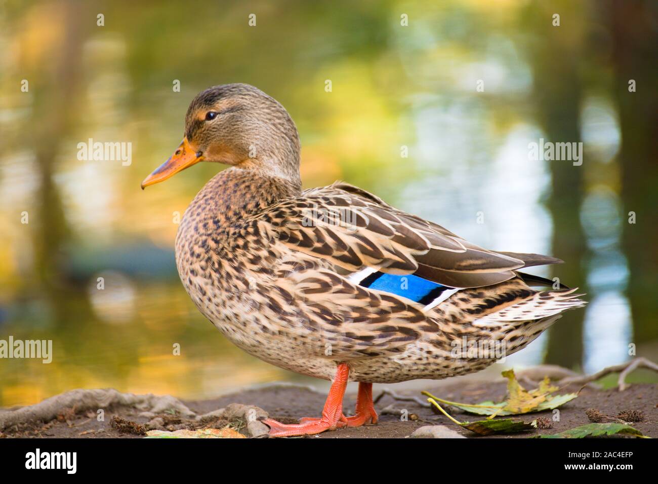 Mallard duck hen hi-res stock photography and images - Alamy