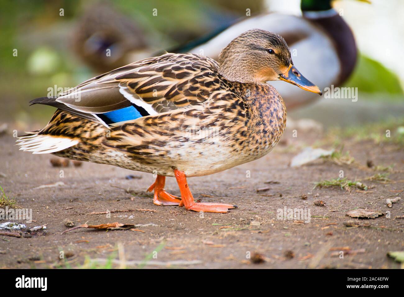 Mallard duck hen at Alderwood Park in Surrey, British Columbia, Canada ...