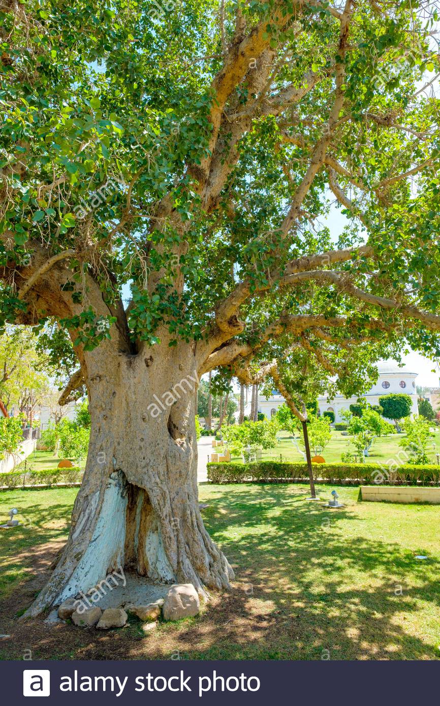The Tree Of Zacchaeus High Resolution Stock Photography and Images - Alamy