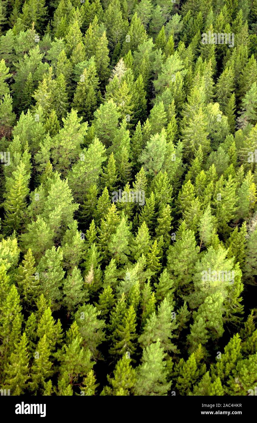 Forest tree planting sweden hi-res stock photography and images - Alamy