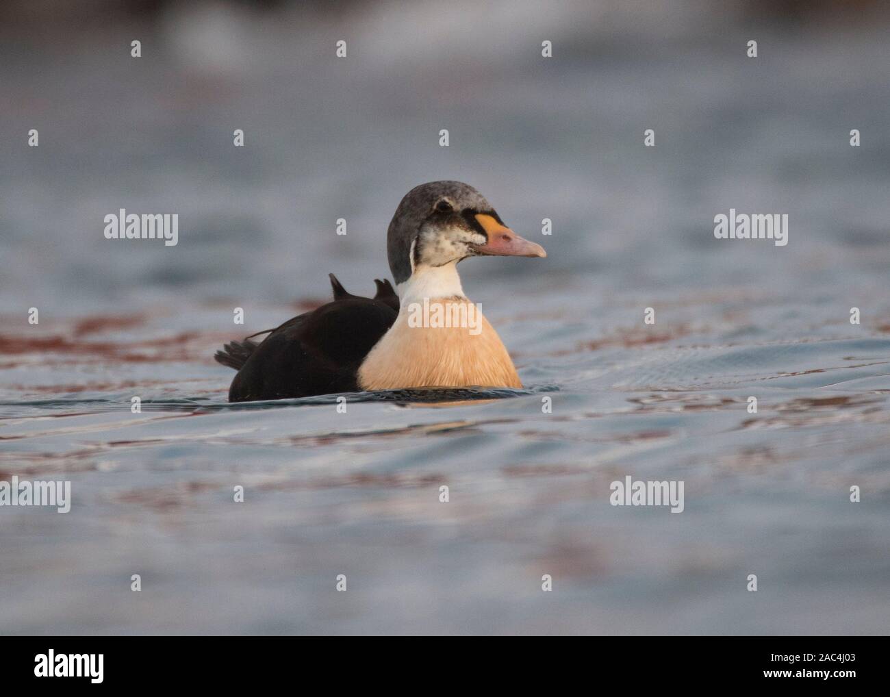 Eider King (Somateria spectabilis), Båtsfjord, Varanger, Arctic Norway ...