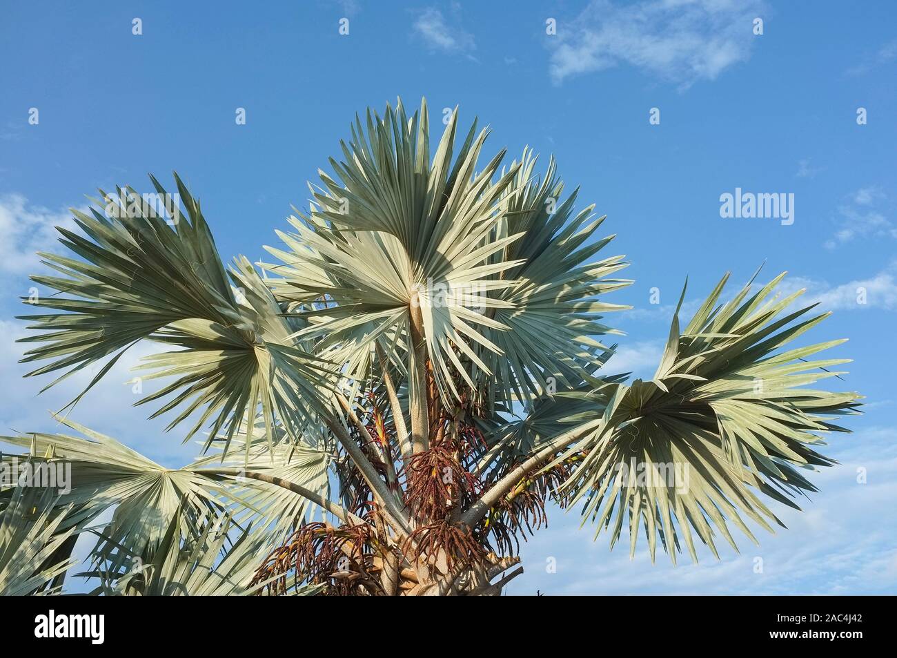 Bismarckia, Bismarckia nobilis foliage, in the northern Territory of ...