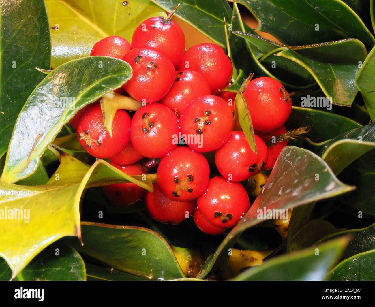 Cluster of holly berries hi-res stock photography and images - Alamy
