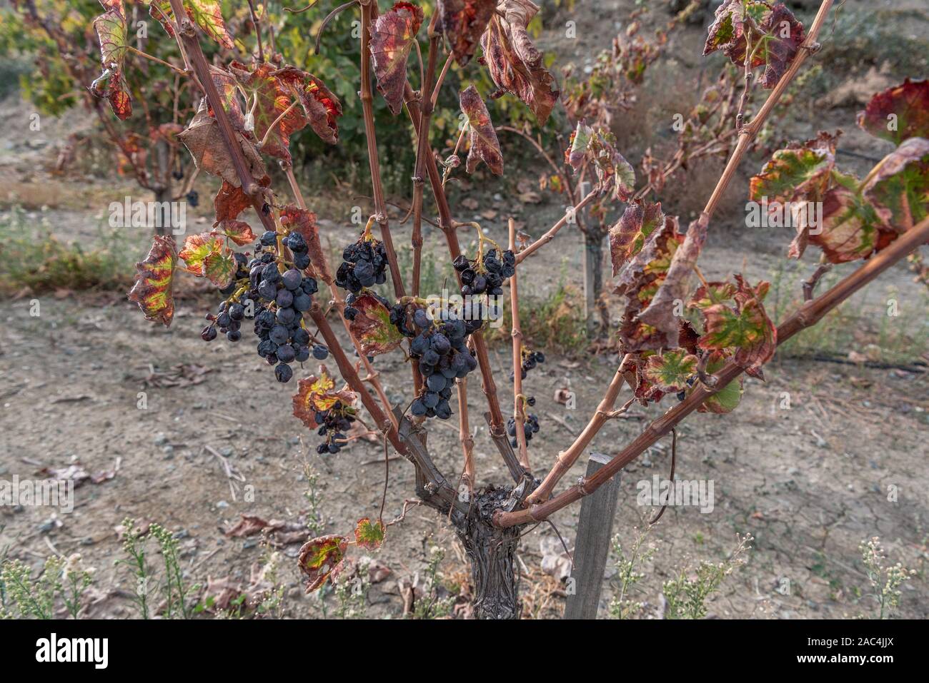 Maratheftico vines at Aes Ambelis Winery, Kato Chorio, Cyprus Stock ...