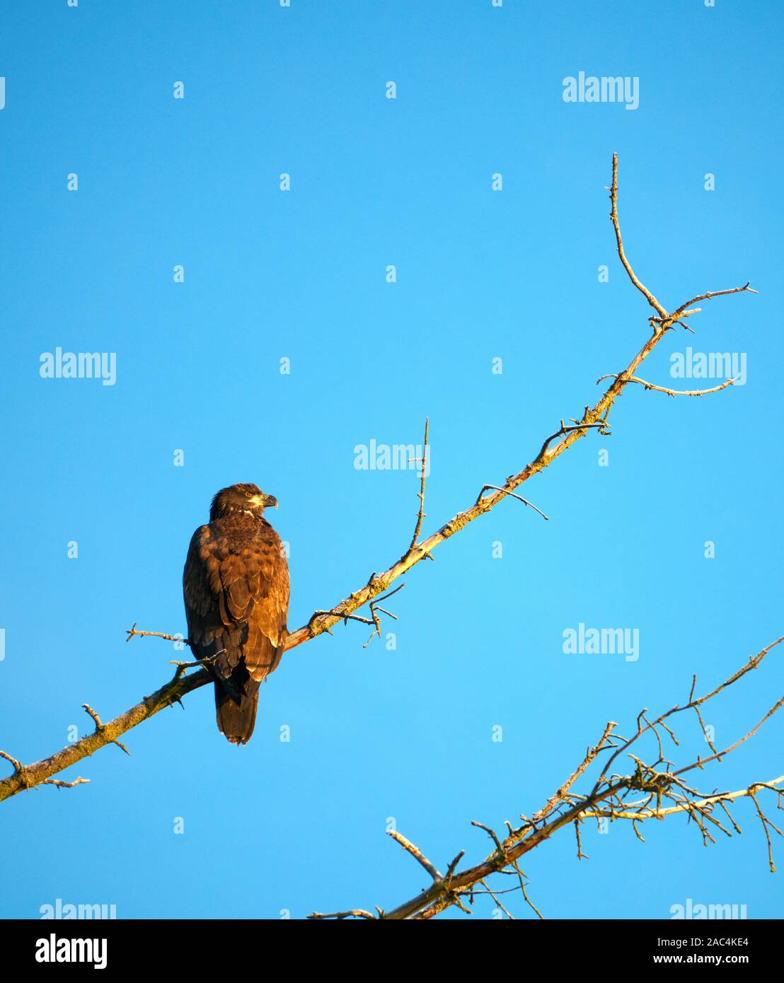 Immature bald eagle on tree branch against blue sky, Spencer Island ...