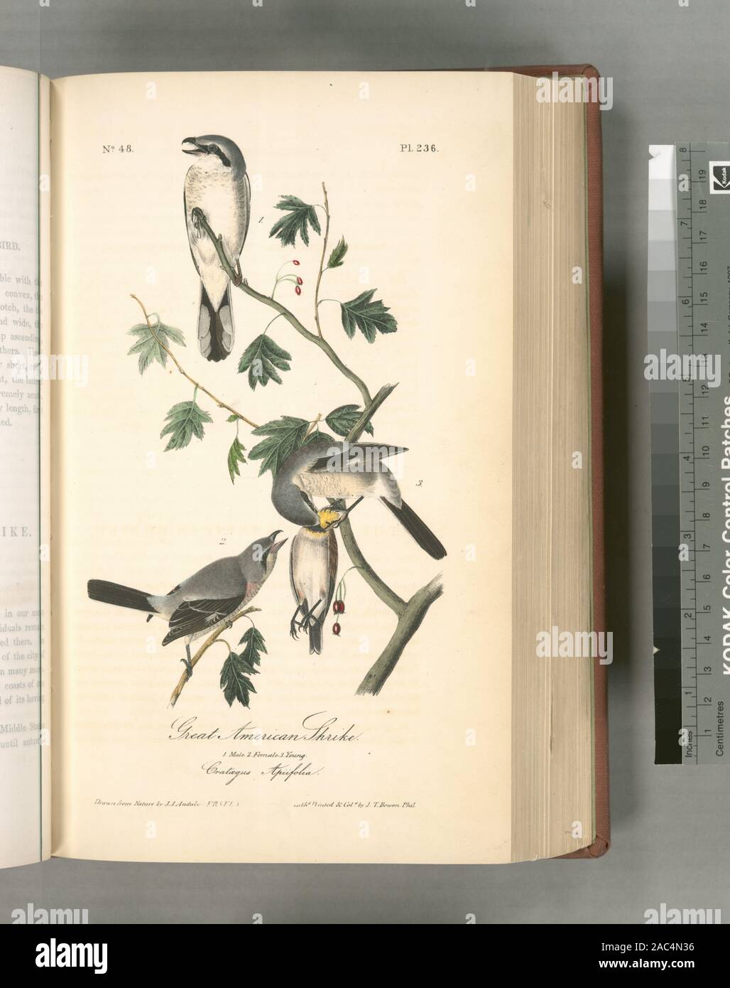 Great American Shrike 1 Male 2 Female 3 Young (Cratagus Apiifolia ...
