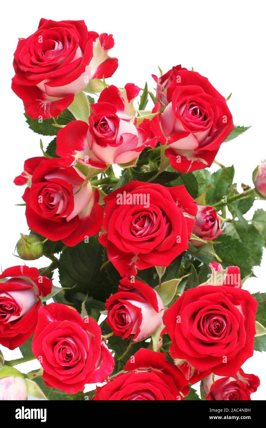 Bouquet of red roses isolated on white background Stock Photo - Alamy