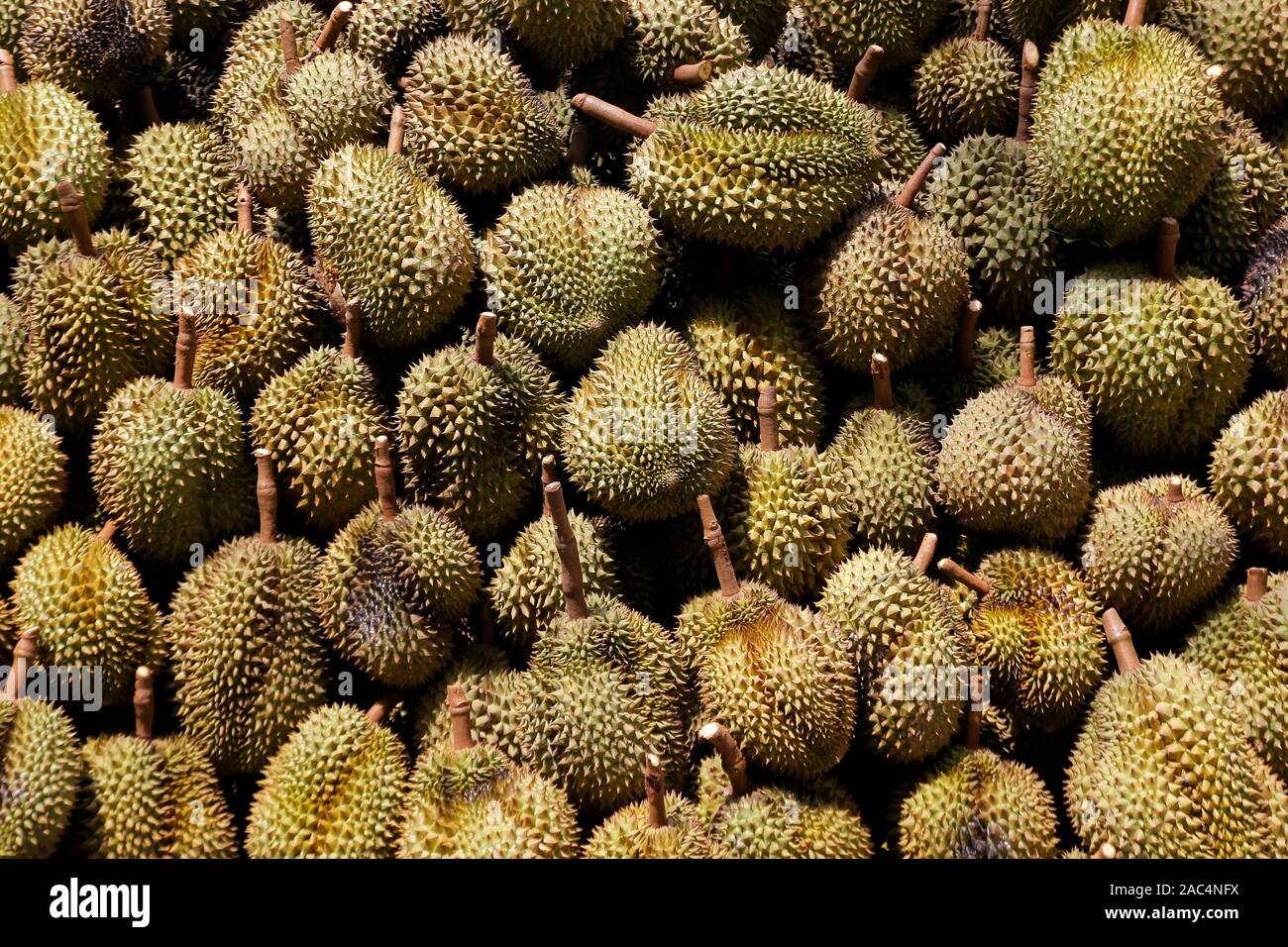 pile of durian in the garden waiting to send fruit market Stock Photo ...