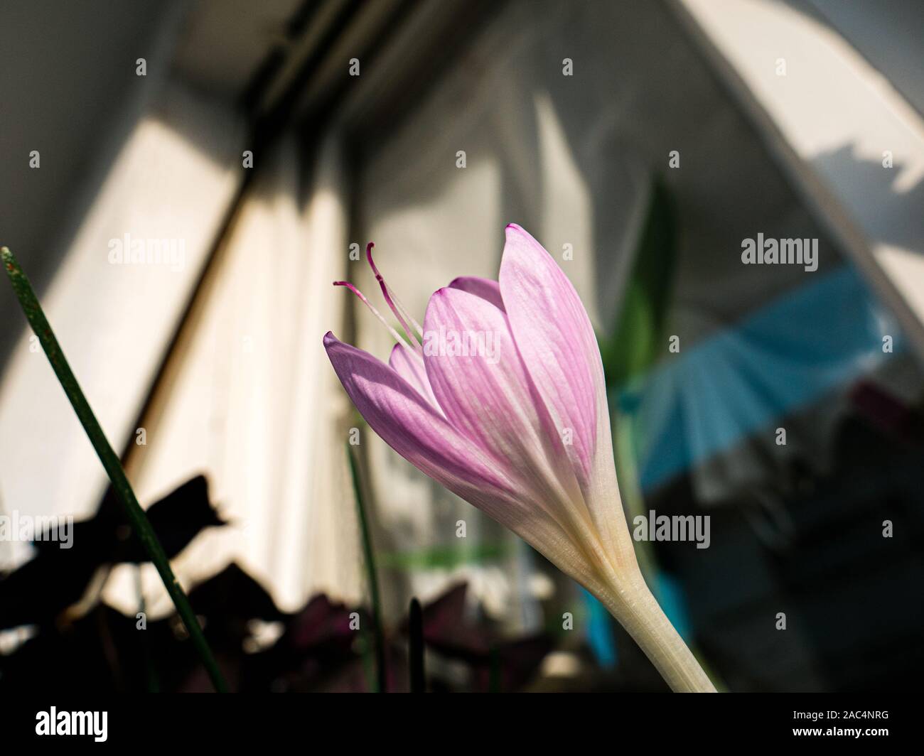 Side view of in bloom crocus flower with beautiful pink violet petals ...