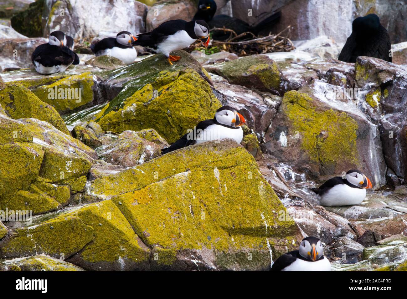 Colony of puffins, with brightly coloured beaks, also knows as puffinry ...