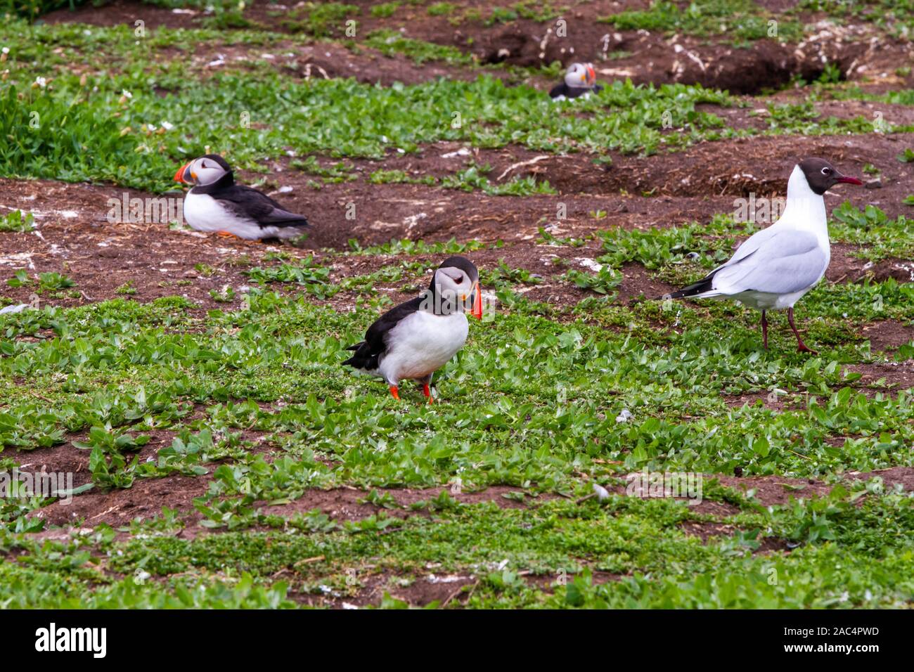 Colony of puffins, with brightly coloured beaks, also knows as puffinry ...