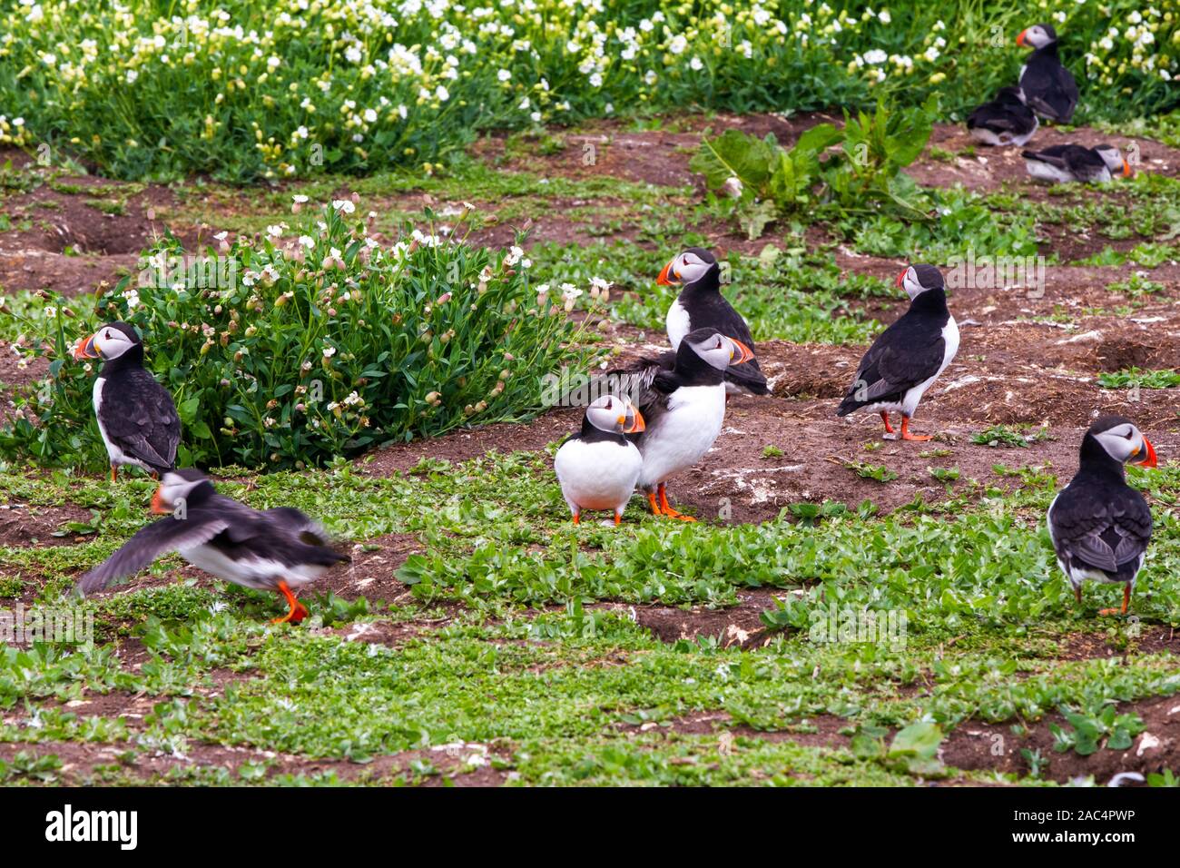 Colony of puffins, with brightly coloured beaks, also knows as puffinry ...
