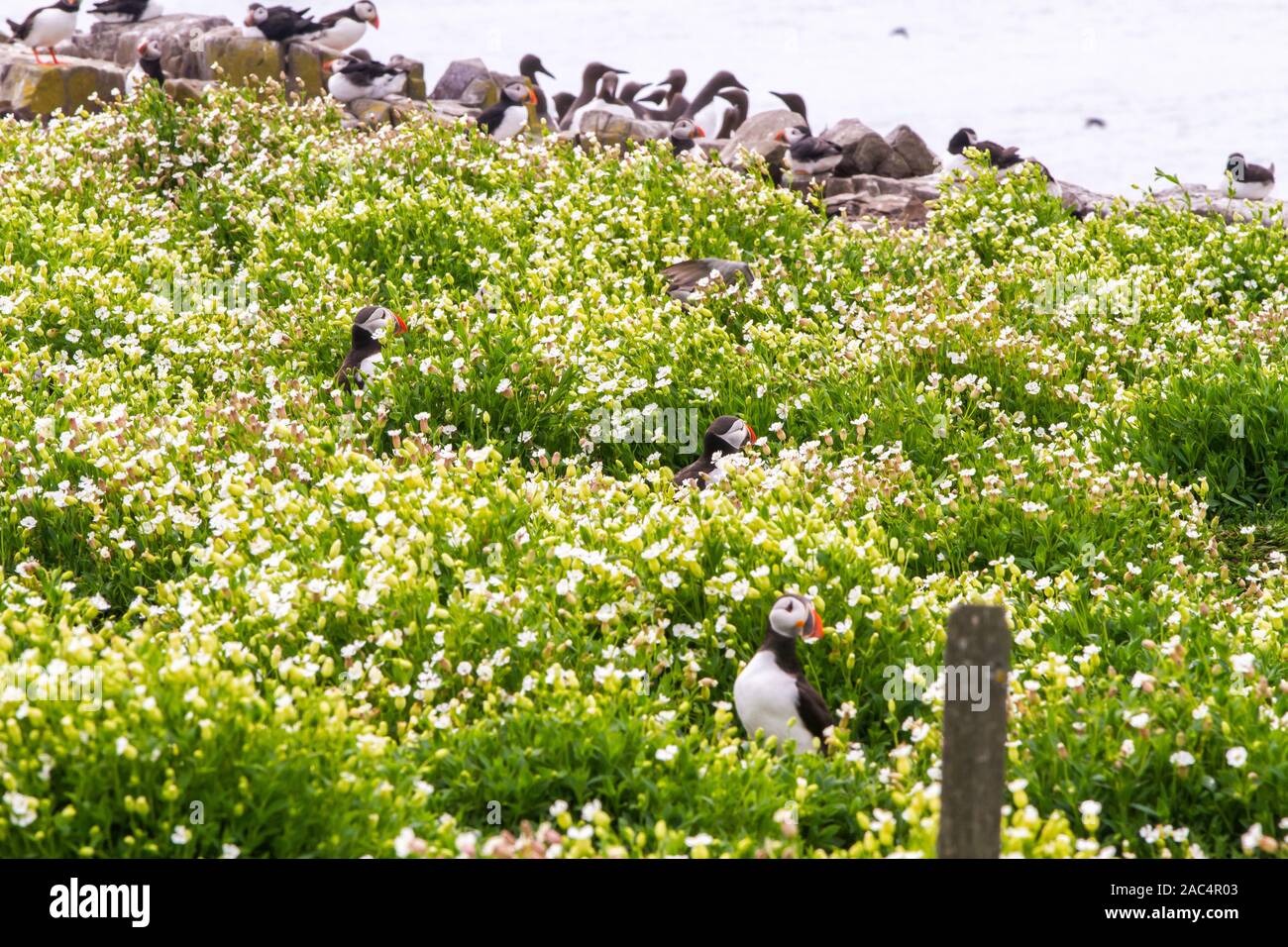 Colony of puffins, with brightly coloured beaks, also knows as puffinry ...
