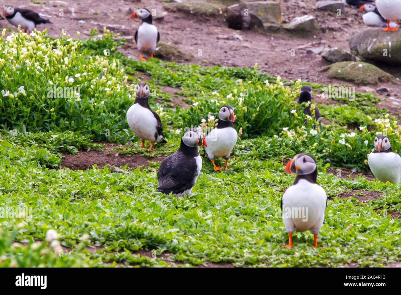 Colony of puffins, with brightly coloured beaks, also knows as puffinry ...