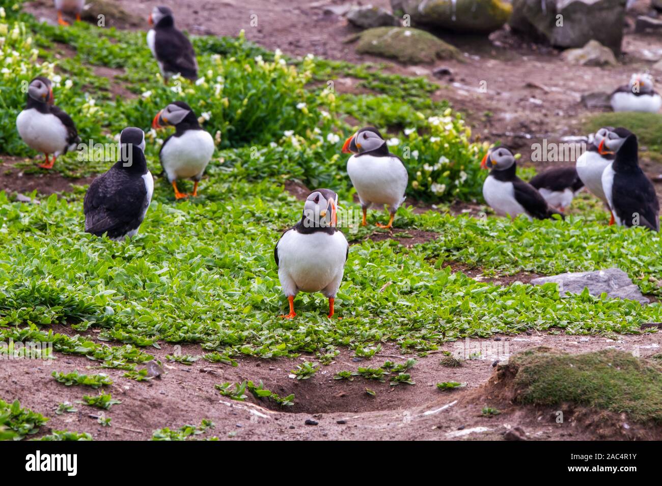 Colony of puffins, with brightly coloured beaks, also knows as puffinry ...