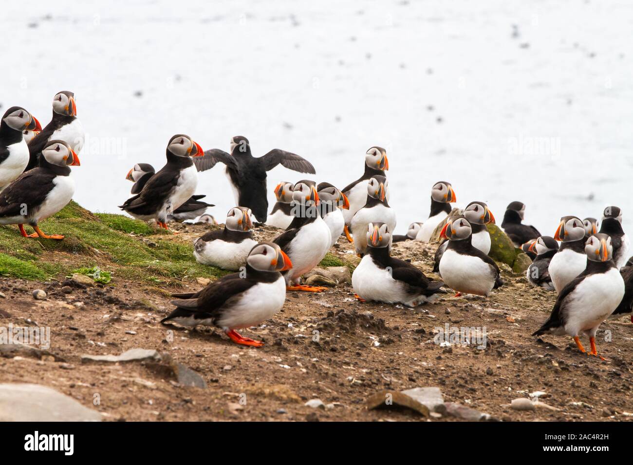Colony of puffins, with brightly coloured beaks, also knows as puffinry ...