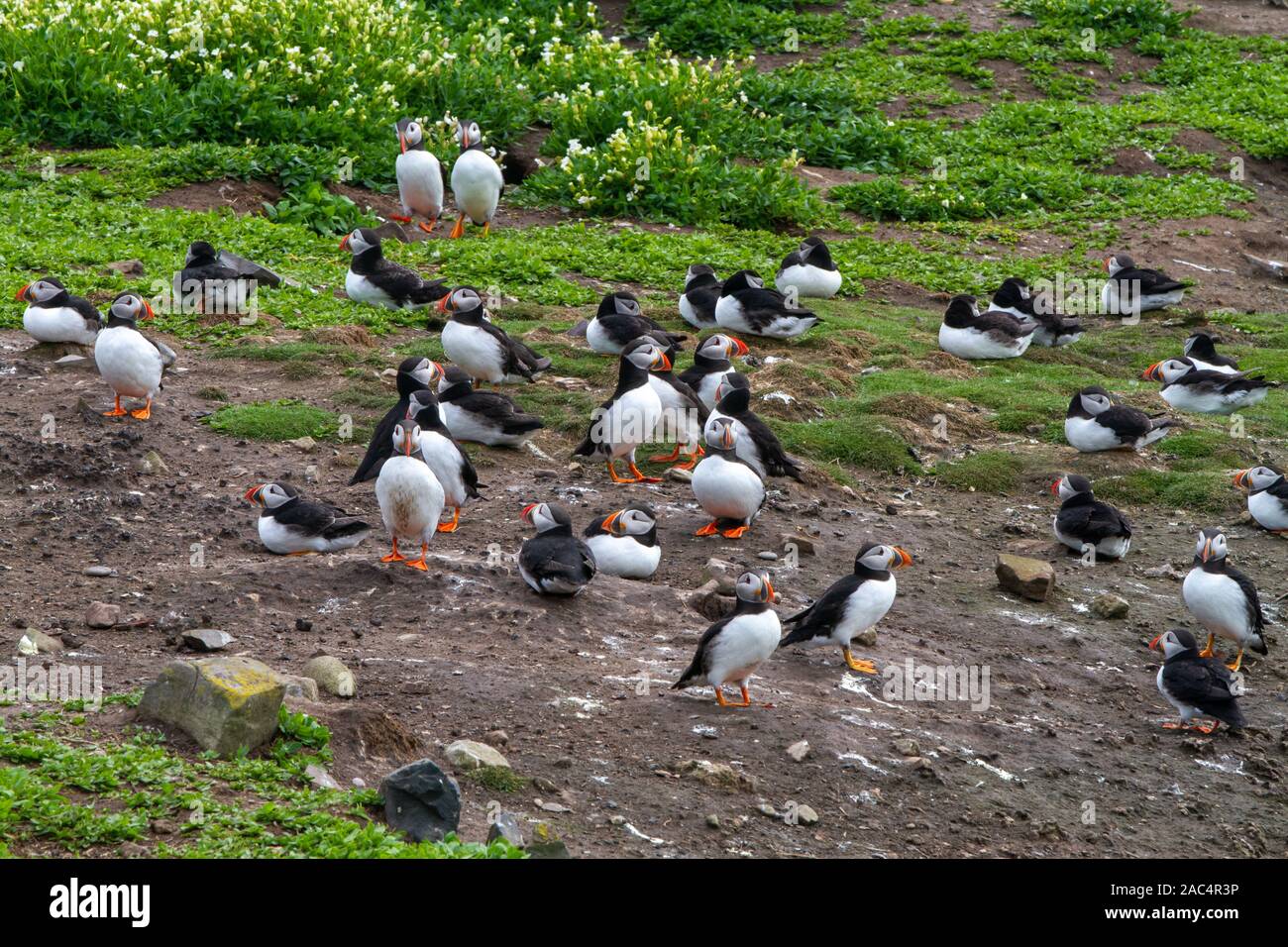 Colony of puffins, with brightly coloured beaks, also knows as puffinry ...