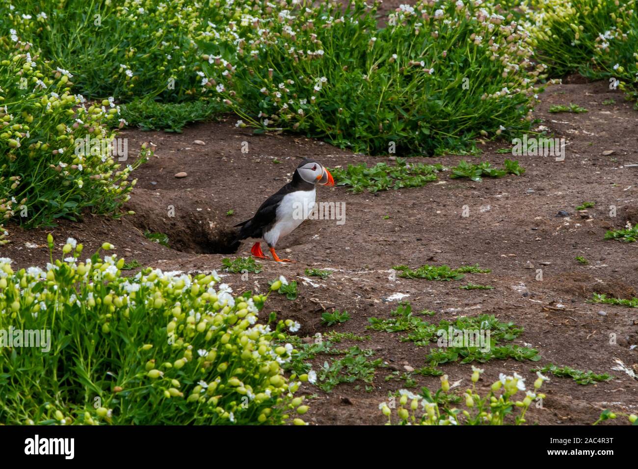 Colony of puffins, with brightly coloured beaks, also knows as puffinry ...