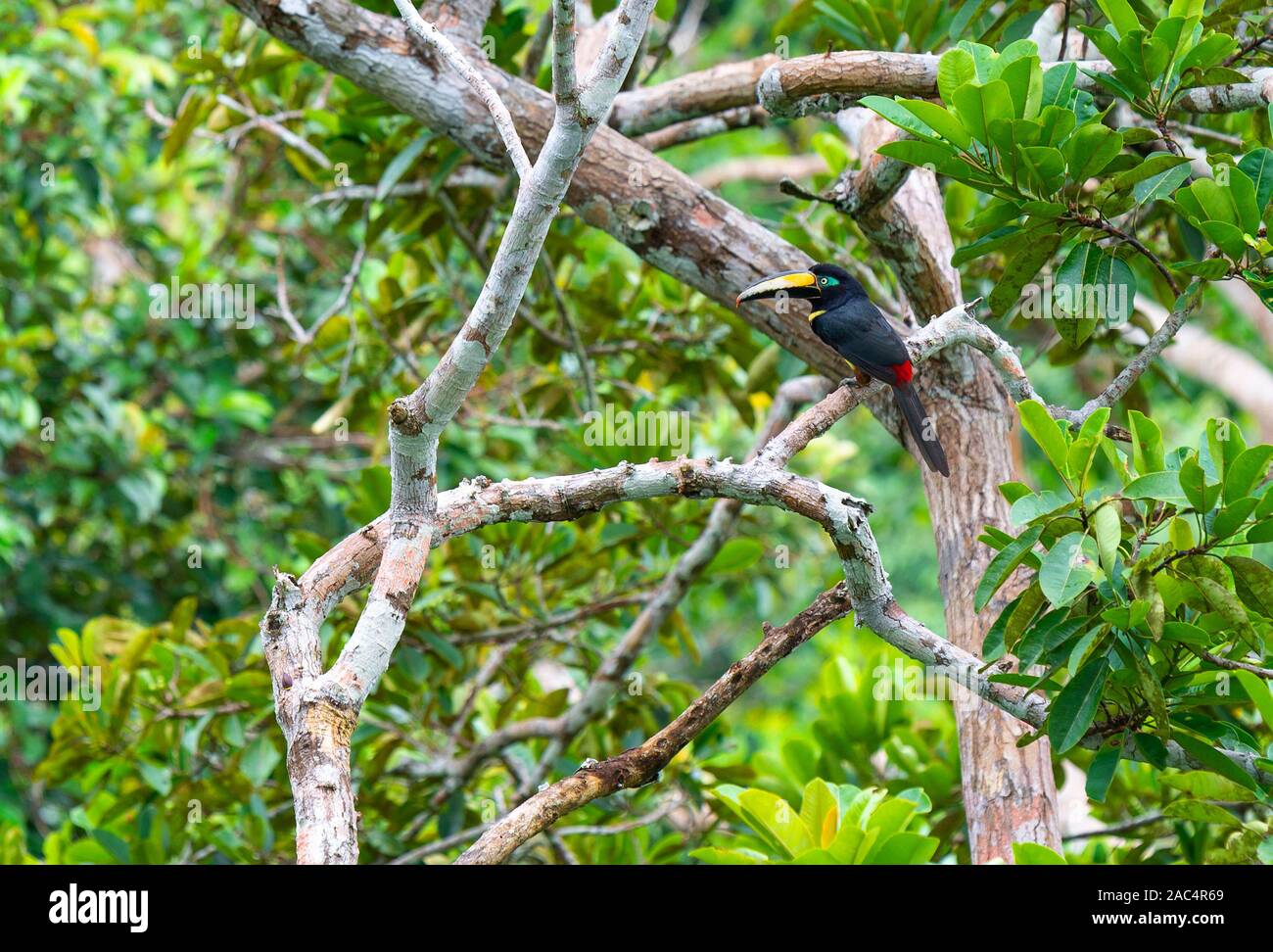 Peru amazon rainforest toucan hi-res stock photography and images - Alamy