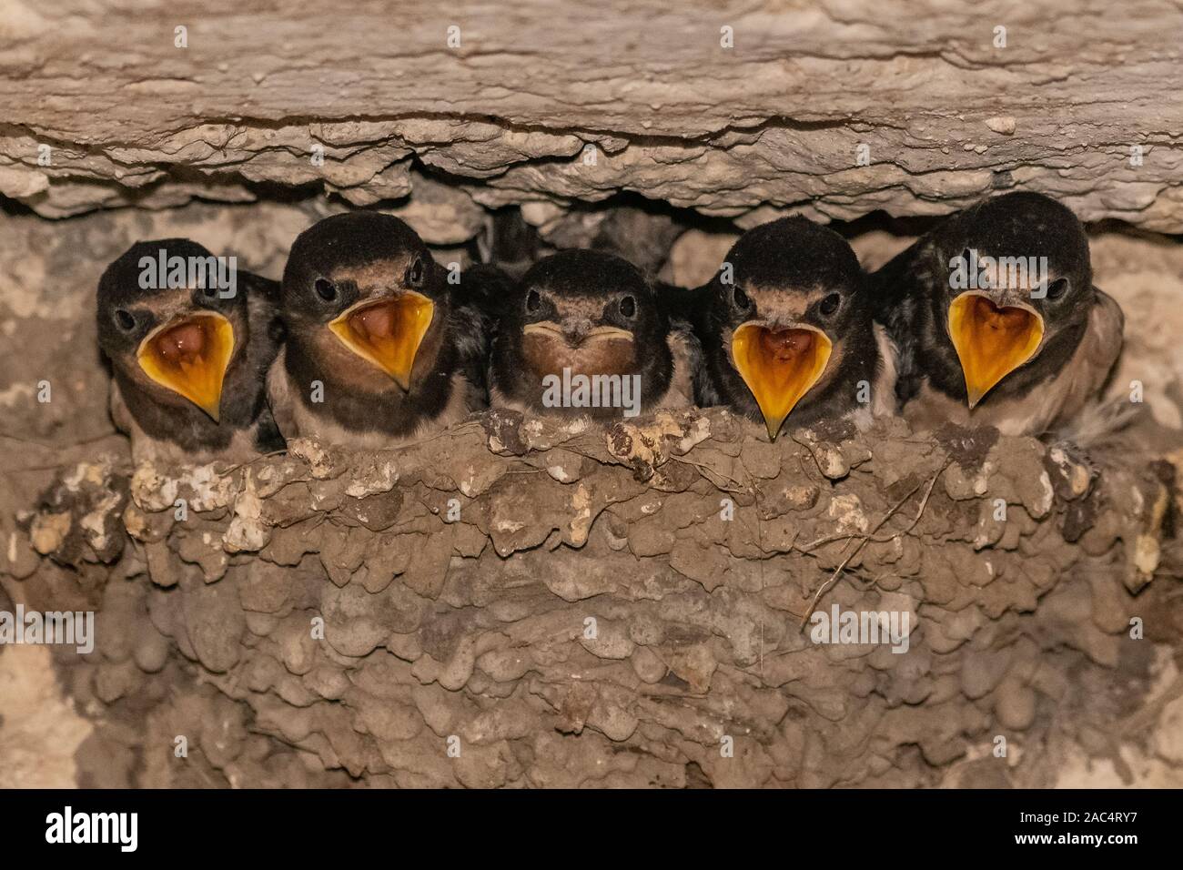 Barn swallows (Hirundo rustica) in the nest Stock Photo - Alamy