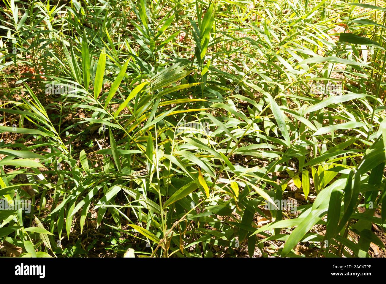 Ginger cultivation from Zanzibar, Tanzania. Spices cultivation. Natural ...
