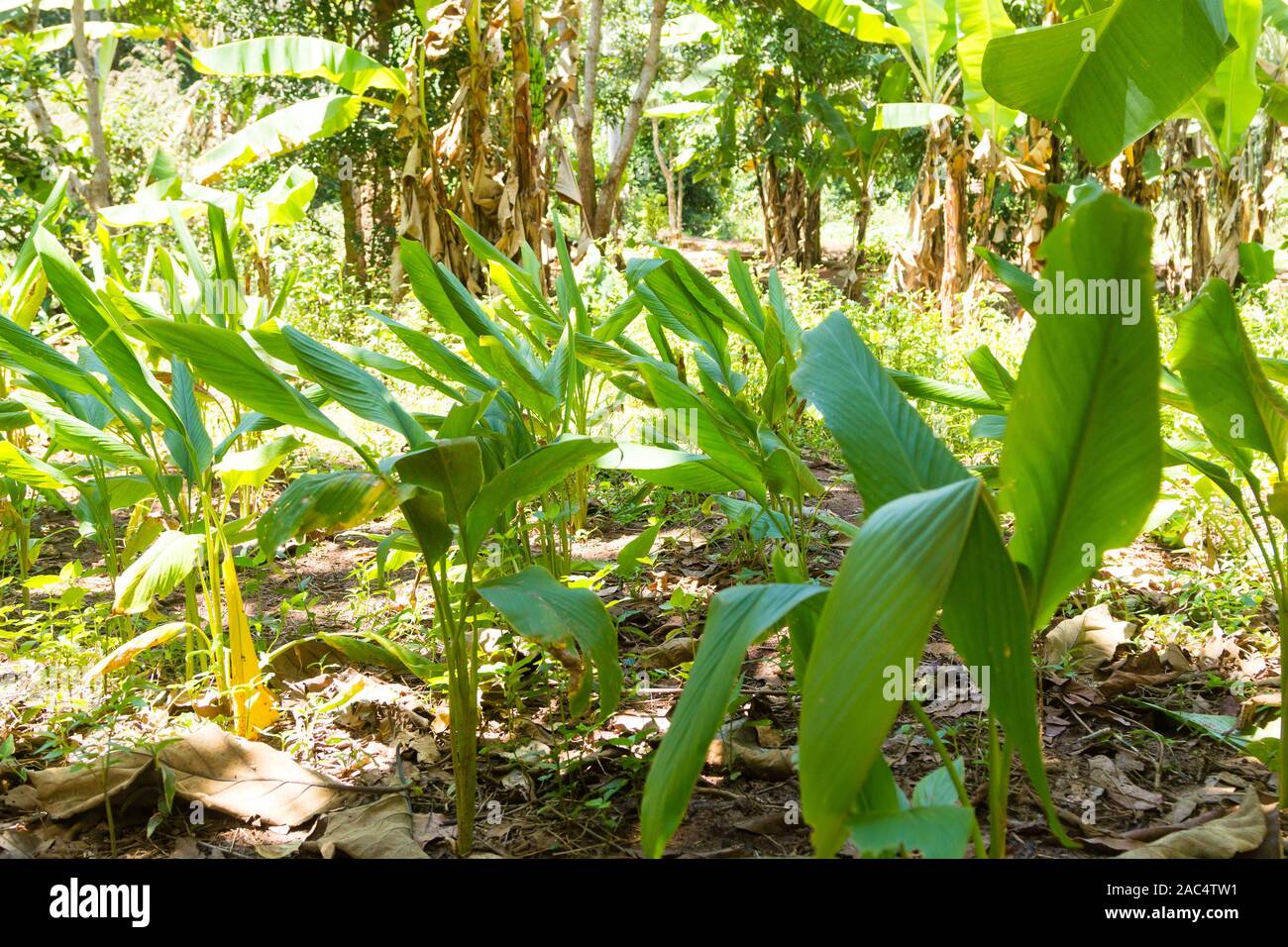 Curcuma cultivation from Zanzibar, Tanzania. Spices cultivation ...