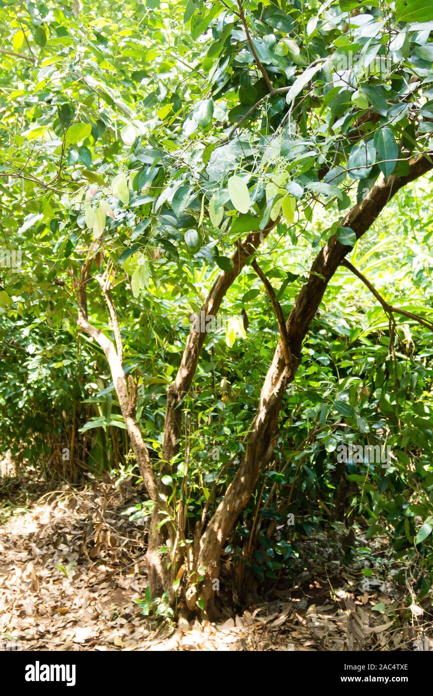 Cinnamon cultivation from Zanzibar, Tanzania. Spices cultivation ...