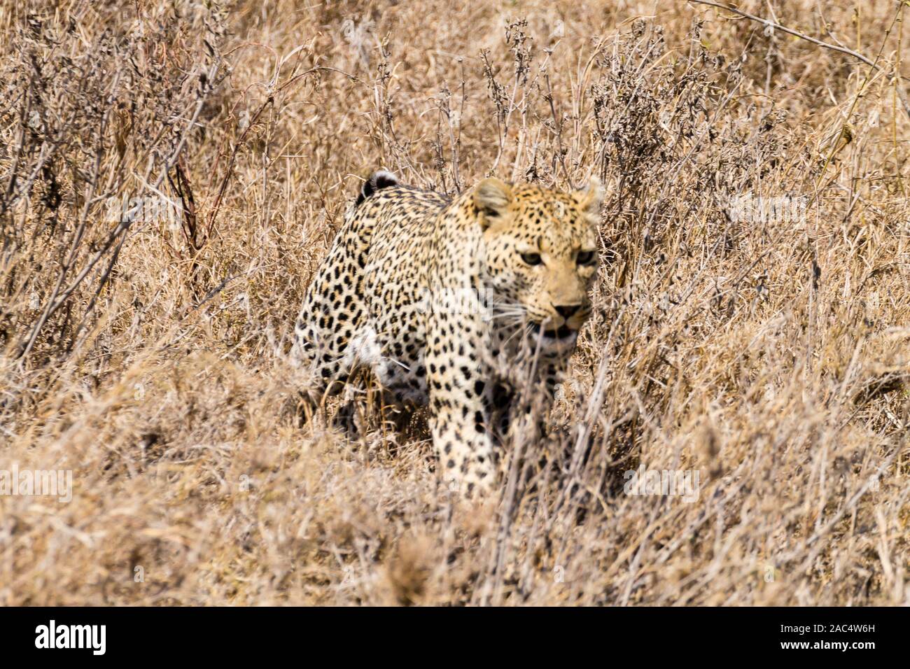 Leopard from Serengeti National Park, Tanzania. African wildlife Stock ...