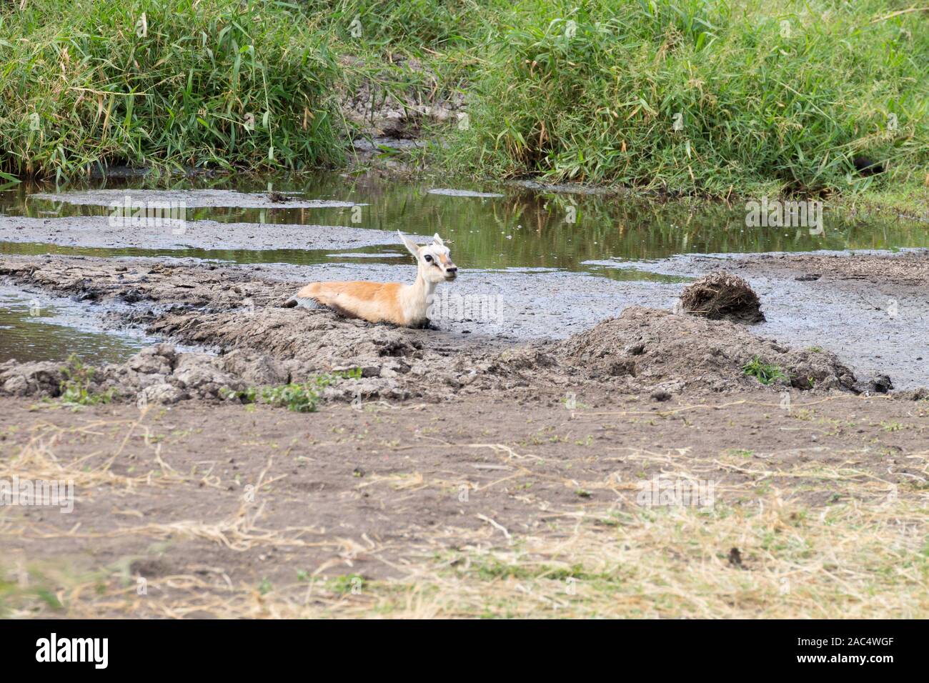 Animal stuck in mud hi-res stock photography and images - Alamy