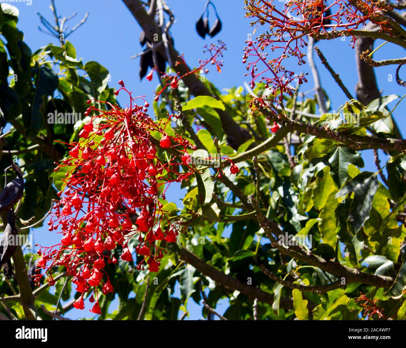The Australian Brachychiton acerifolius, commonly known as the ...
