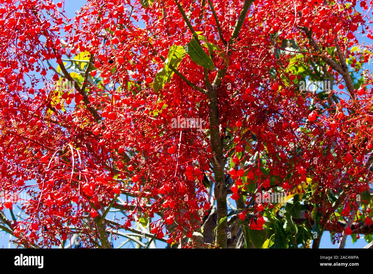 The Australian Brachychiton acerifolius, commonly known as the ...