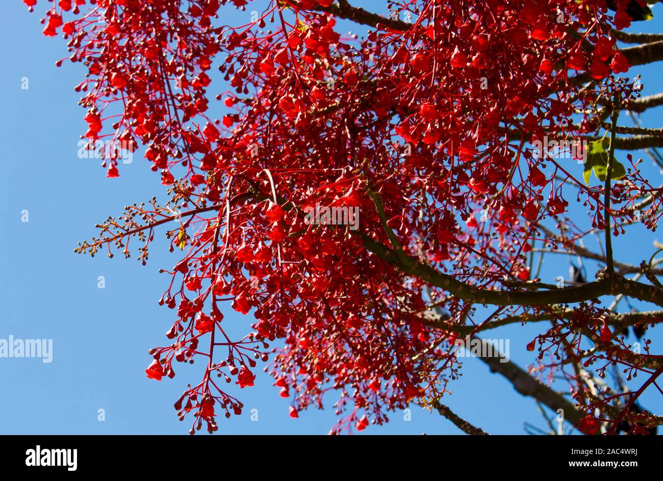 The Australian Brachychiton acerifolius, commonly known as the ...